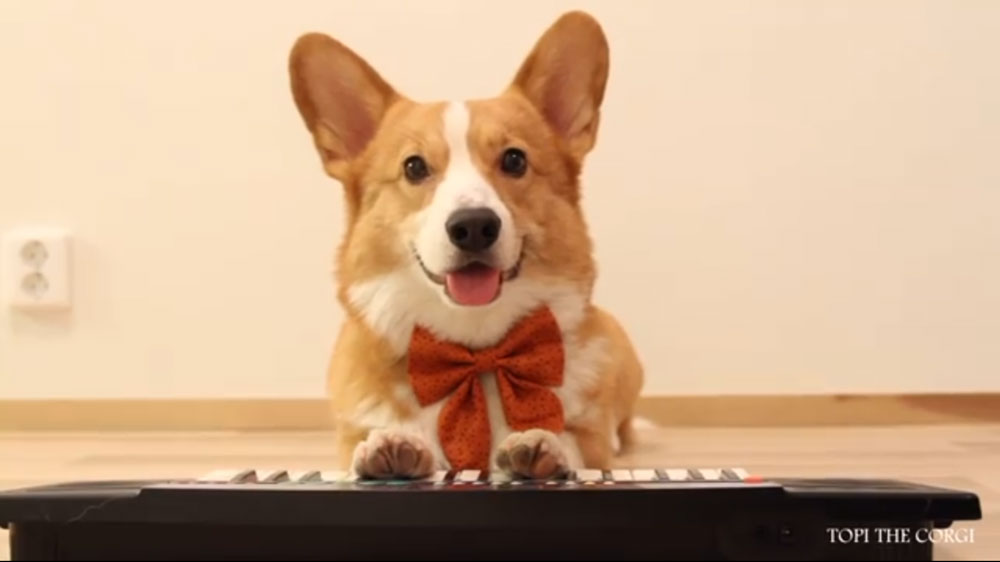 Le avventure di Topi the Corgi: una nuova canzone - Zoomma