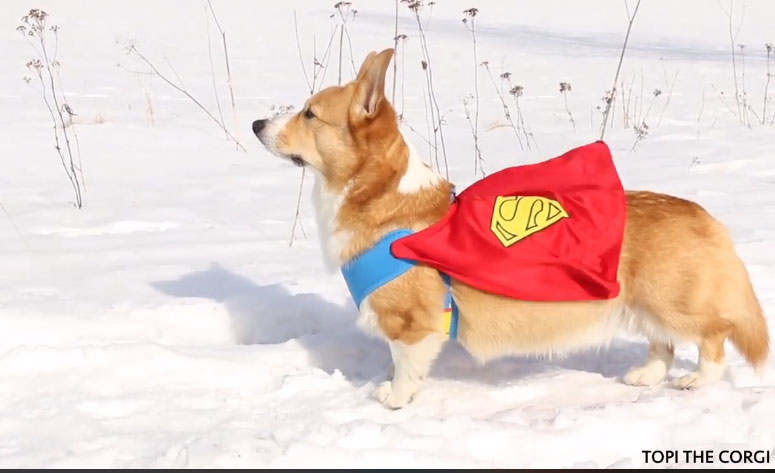 Le avventure di Topi the Corgi: Superhero! - Zoomma